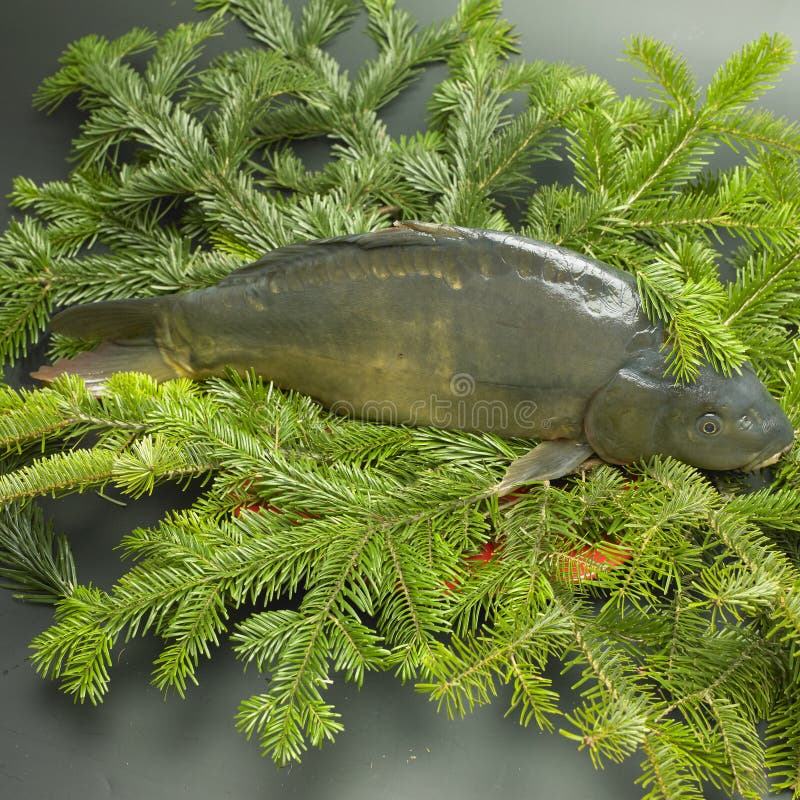 Czech Christmas Tradition (Christmas Carp Stock Image - Image of fishes ...