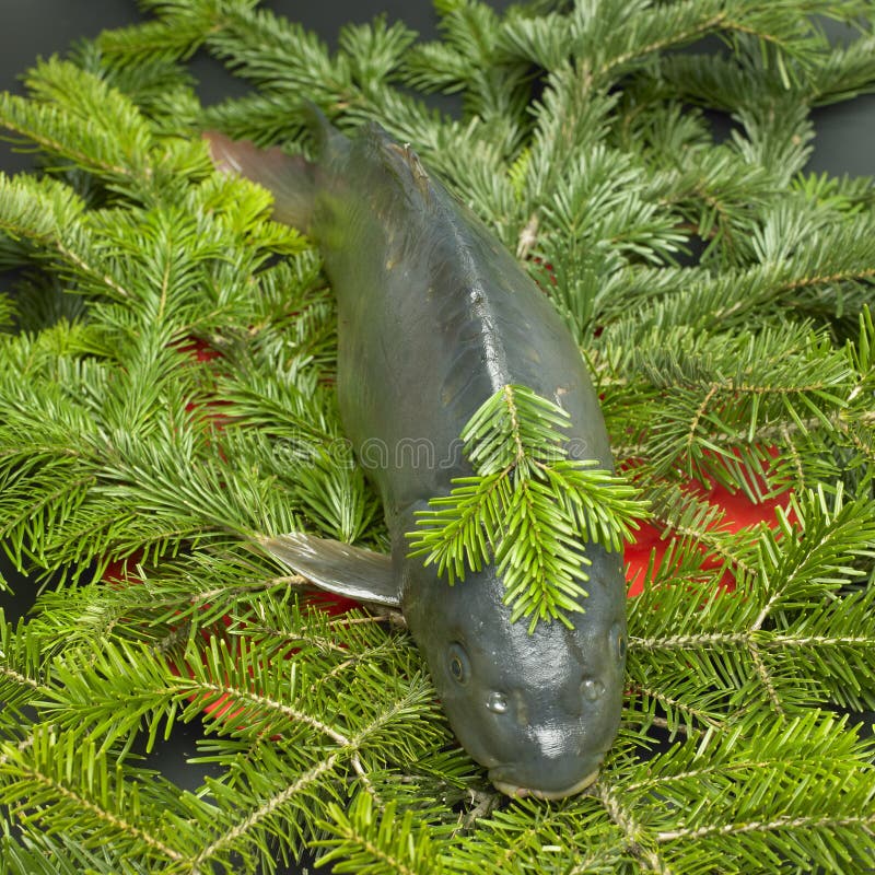 Czech Christmas Tradition (Christmas Carp Stock Image - Image of animal ...
