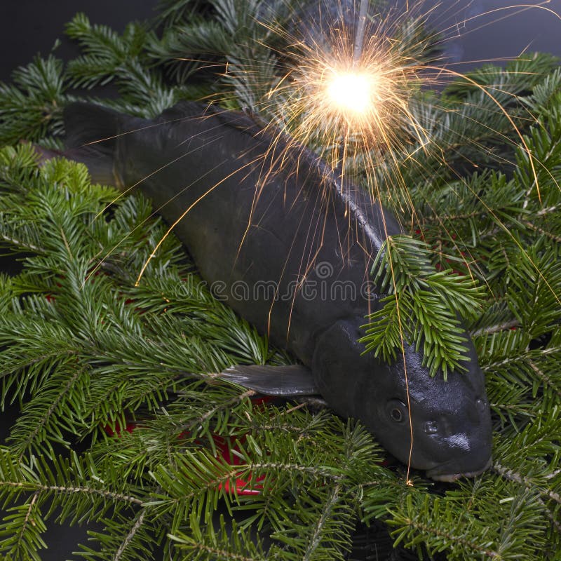 Czech Christmas Tradition (Christmas Carp Stock Image - Image of ...