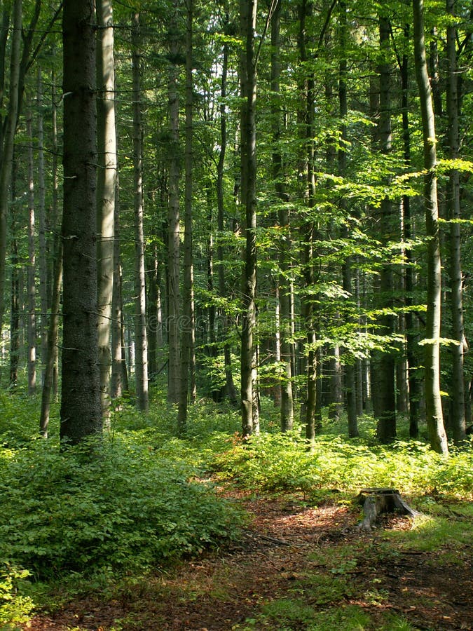 Czech forest stock image. Image of haze, lush, mighty - 1256857