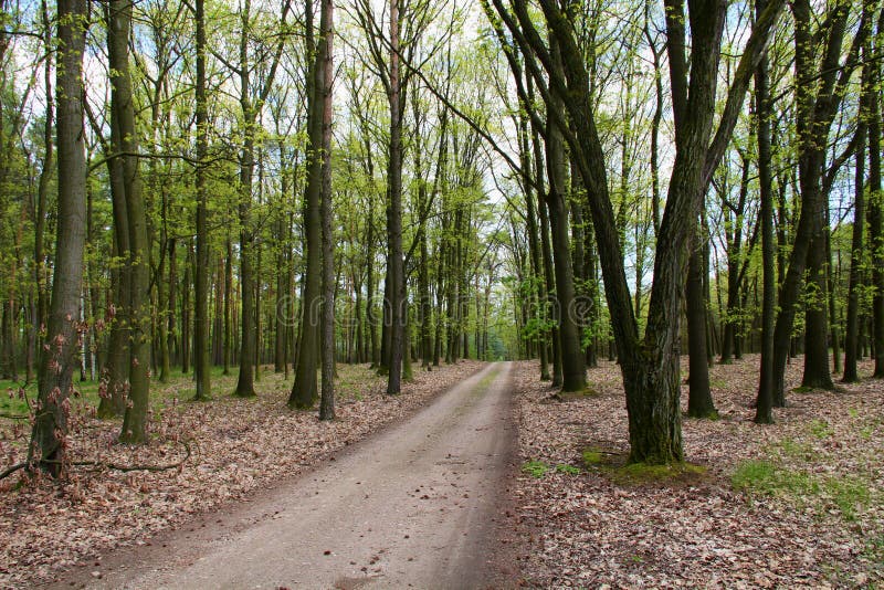 Czech Gorgeous Forests Stock Photos - Free & Royalty-Free Stock Photos ...