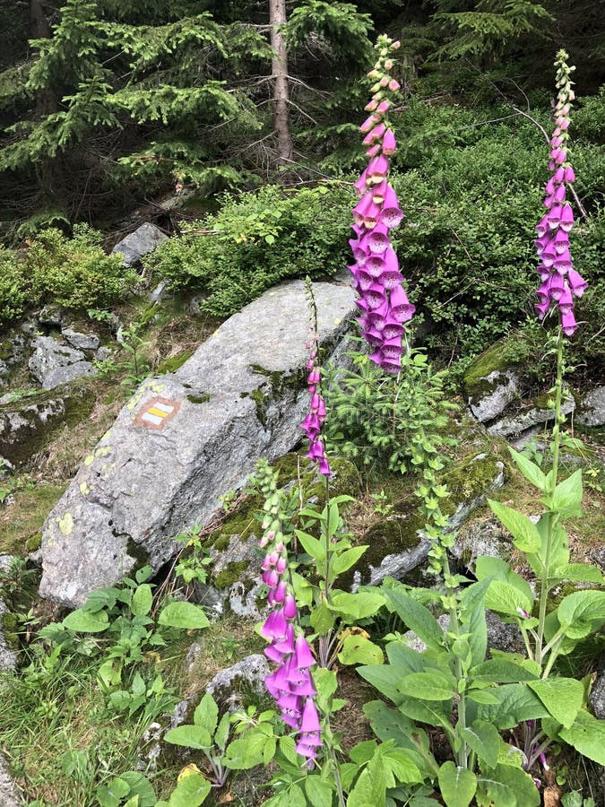Flowers in Czech nature stock image. Image of flower - 249394465
