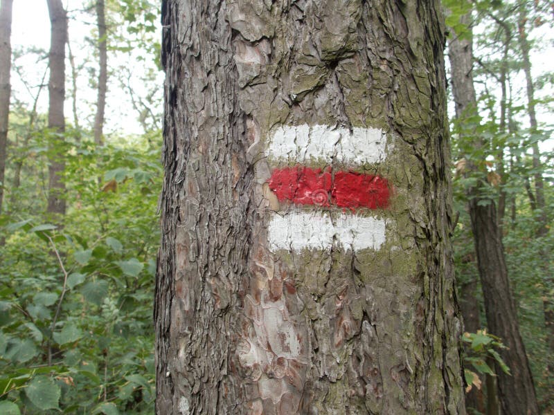Red Tourist Mark on a Tree Skin Stock Photo - Image of forest, fall ...