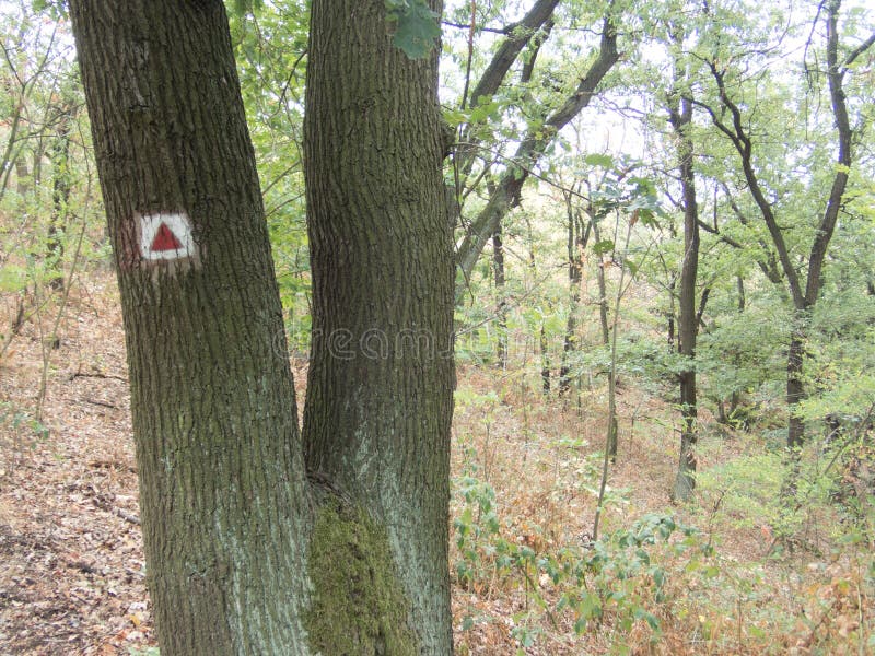 Red Tourist Mark on a Tree Skin Stock Image - Image of fantasy, beauty ...