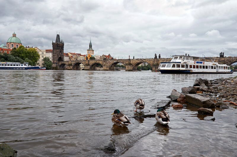 Czech Republic. Ducks on the Vltava River in the Background Charles ...