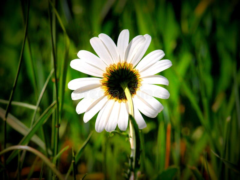 Daisy - her back stock photo. Image of flower, daisy - 117579164