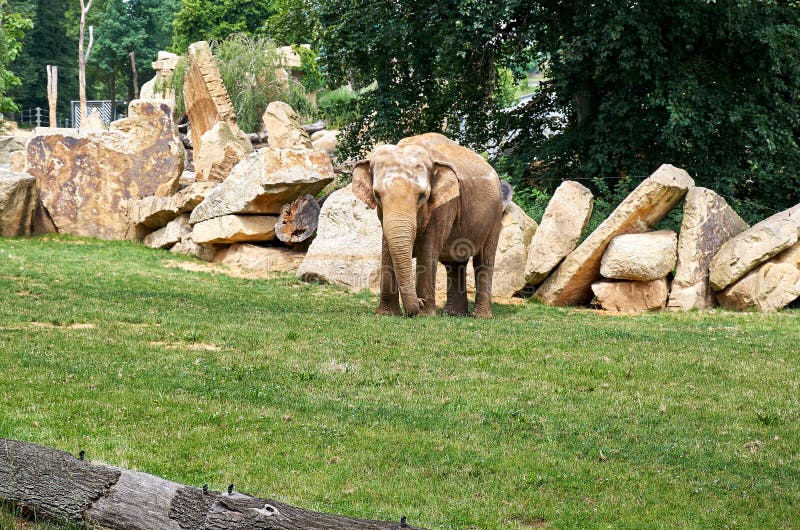 Czech Republic. Prague. Prague Zoo. Elephant. June 12, 2016 Editorial ...