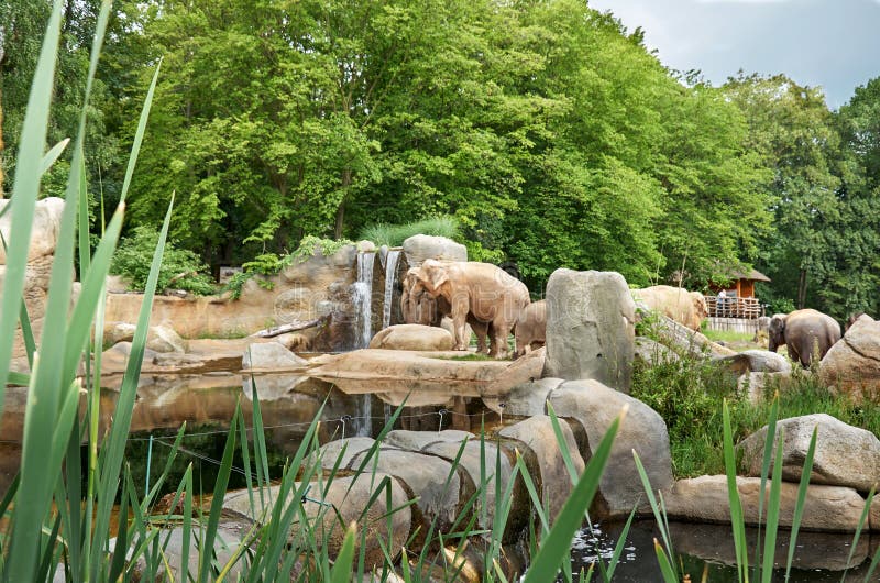 Czech Republic. Prague. Prague Zoo. Elephant. June 12, 2016 Editorial ...