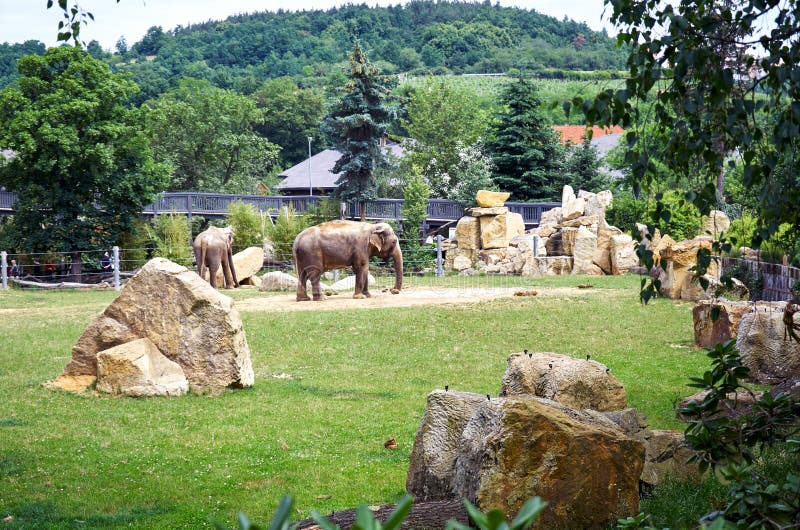 Czech Republic. Prague. Prague Zoo. Elephants. June 12, 2016 Editorial ...