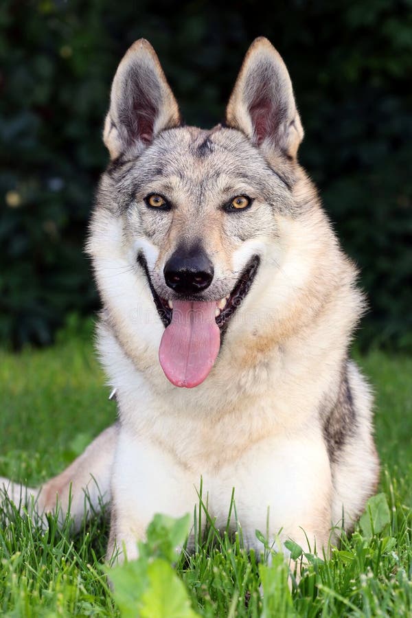 Czechoslovakian Wolf-dog stock photo. Image of nature - 77353656