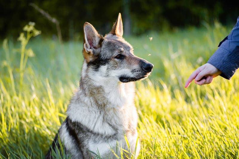 Czechoslovakian Wolf. Dog Training Stock Photo - Image of nature, canis ...