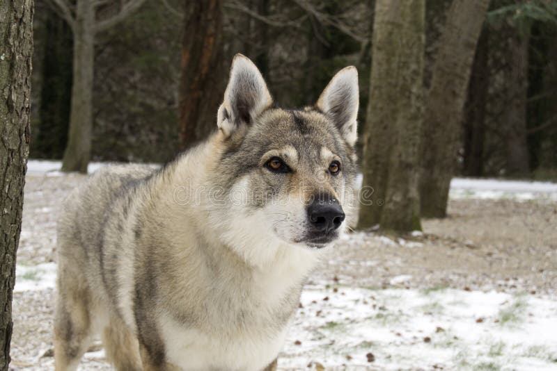 Czechoslovakian Wolfdog stock photo. Image of staring - 33595260