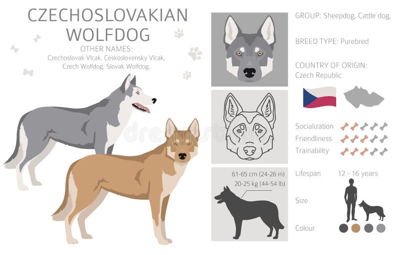 Czechoslovakian Wolfdog Clipart. Different Poses, Coat Colors Set Stock ... Czechoslovakian Wolfdog Clipart. Different Poses, Coat Colors Set Stock ...