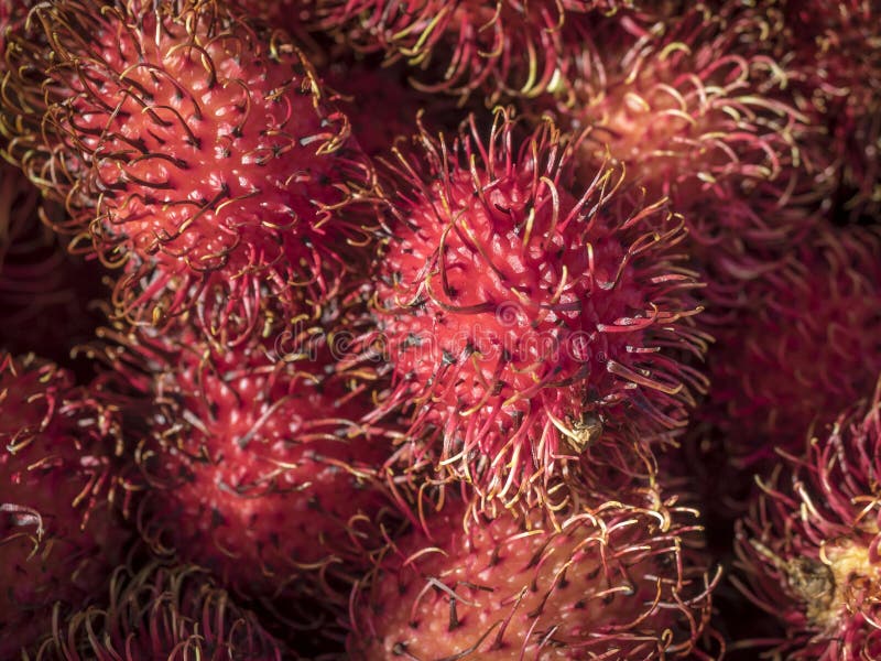 Spiky Lychee Owoc W Czerwonym Koszu Zdjęcie Stock - Obraz złożonej z ...