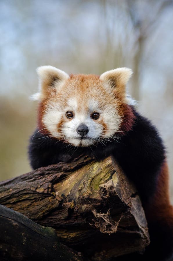 Czerwona Panda Obraz. Obraz: 84926134