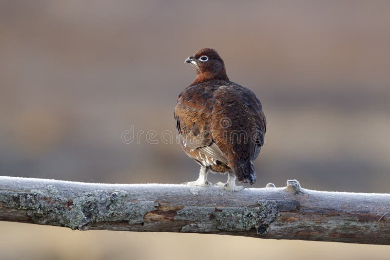 Pardwy Lagopus Czerwieni Scotica Zdjęcie Stock - Obraz złożonej z ...