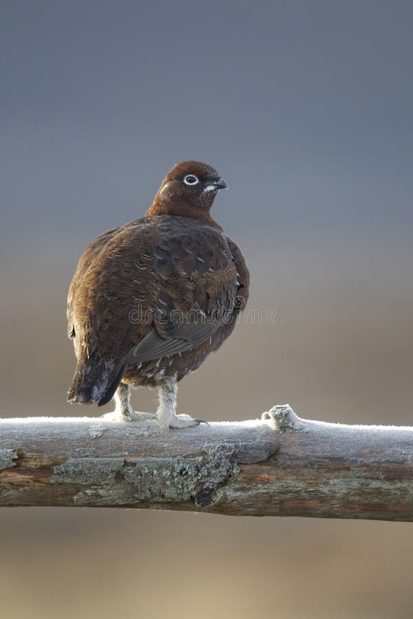 Czerwona Pardwa, Lagopus Lagopus Scoticus Obraz Stock - Obraz złożonej ...