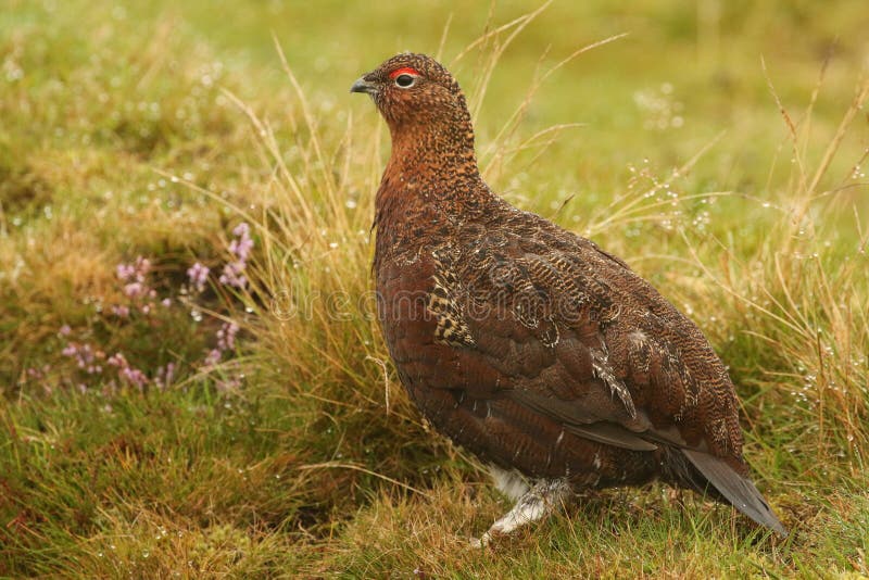 Pardwy Lagopus Czerwieni Scotica Zdjęcie Stock - Obraz złożonej z ptak ...