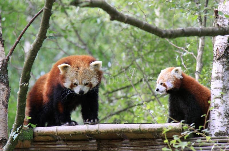 Czerwonej Pandy Dosypianie Na Gałąź Obraz. Obraz: 83067705