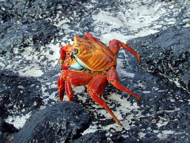 Czerwonego kraba zdjęcie stock. Obraz złożonej z natura - 45804