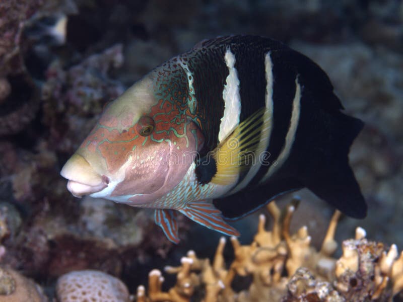 Gruba Wargacz Z Morza Czerwonego Obraz Stock - Obraz złożonej z ryba ...