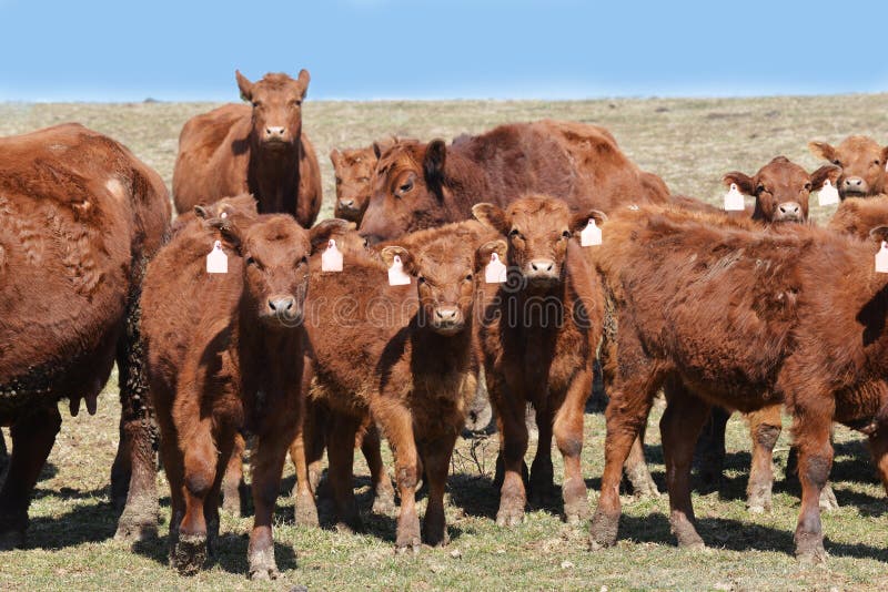 388 Galloway Byk zdjęć stockowych - bezpłatne i z licencją Royalty Free ...