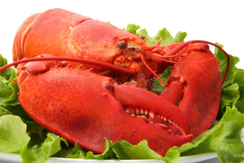 23,625 Czerwony Homar Zdjęcia - Bezpłatne i z licenncją Royalty-Free ...