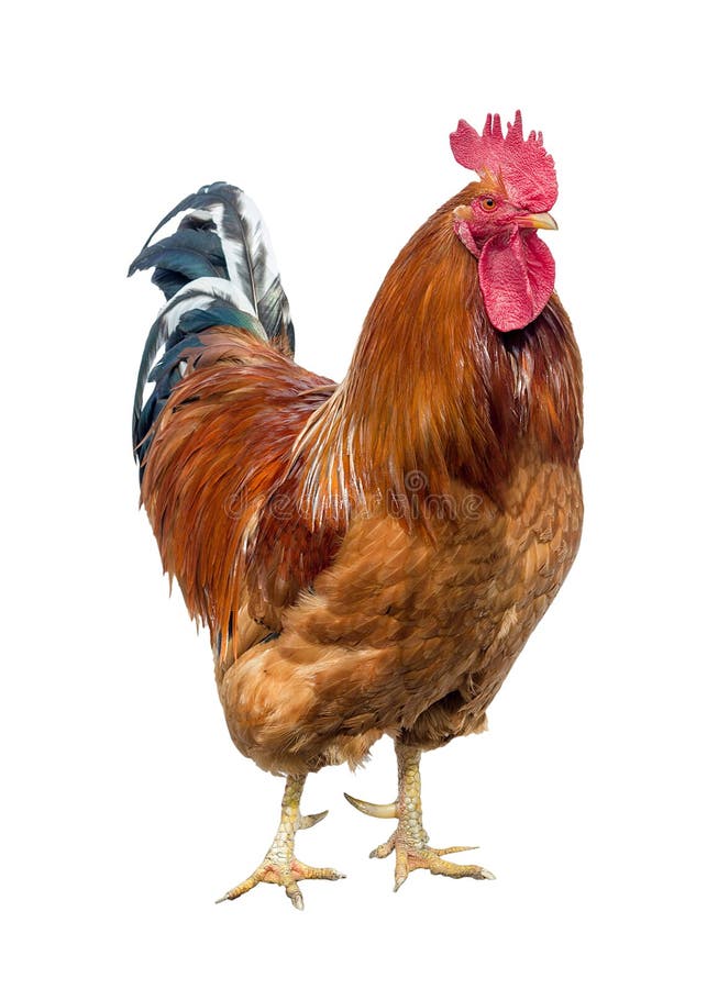 Kogut. obraz stock. Obraz złożonej z kolory, dominanta - 39537893