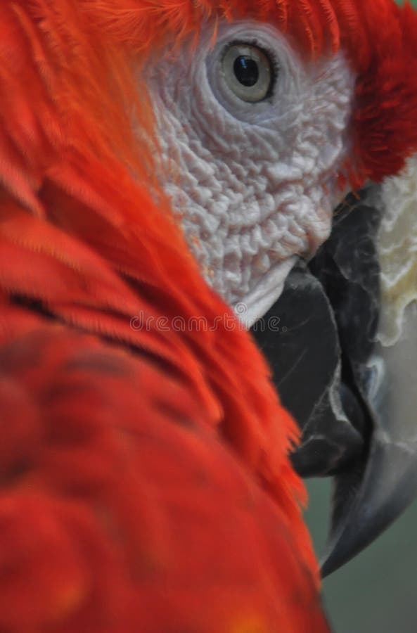 Czerwony ptak zdjęcie stock. Obraz złożonej z czerwień - 124568498