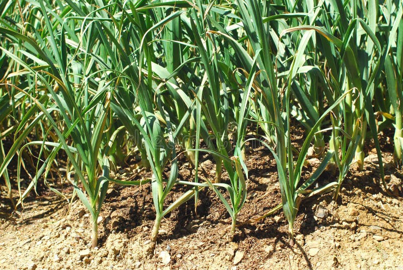 Pole cebulowe zdjęcie stock. Obraz złożonej z cebula - 27709234