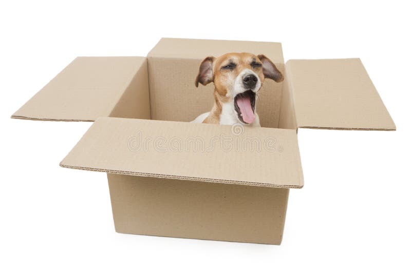 Filhote De Cachorro Do Lebreiro Em Uma Caixa Foto De Stock Imagem De