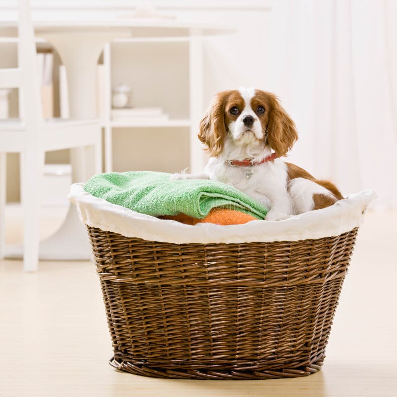 Filhote De Cachorro Na Cesta De Lavanderia Foto De Stock Imagem De