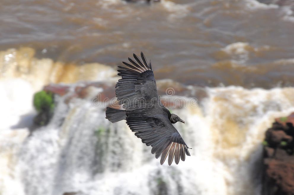 Cóndor imagen de archivo. Imagen de mojado, pista, madera - 31449575