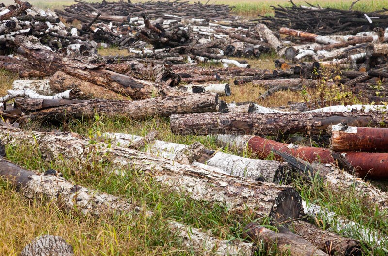 Déboisement Et Pollution Environnementale Image stock - Image du ...