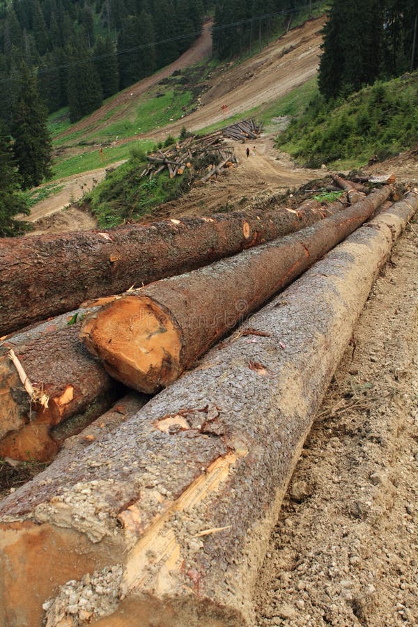 Déboisement image stock. Image du sylviculture, forêt - 19826877