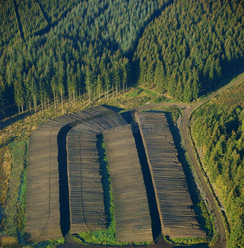 Domaine du déboisement image stock. Image du mort, forêt - 49534943