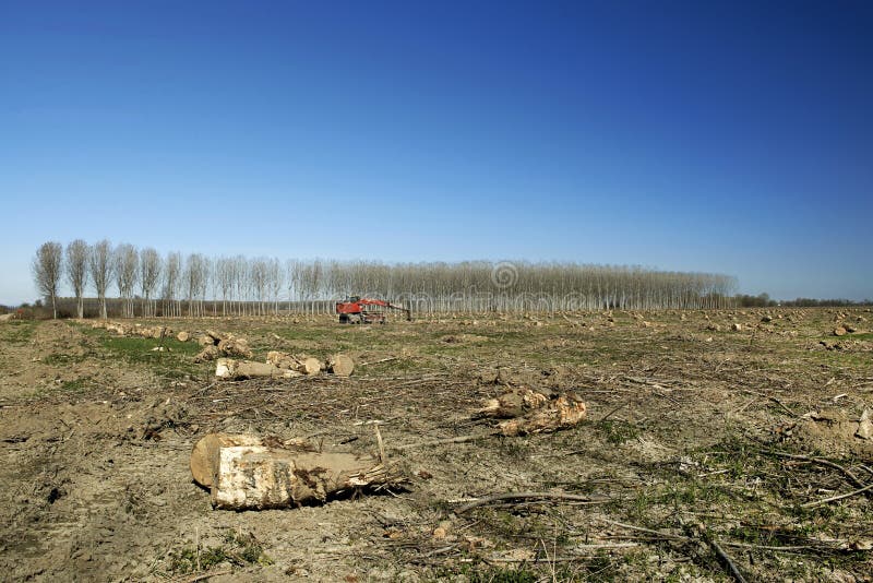 Déboisement image stock. Image du industrie, environnement - 19026881