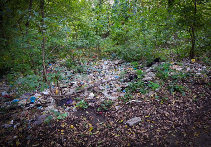 Déchets Dans La Forêt, Déchets Dans La Nature, Pollution De L ...