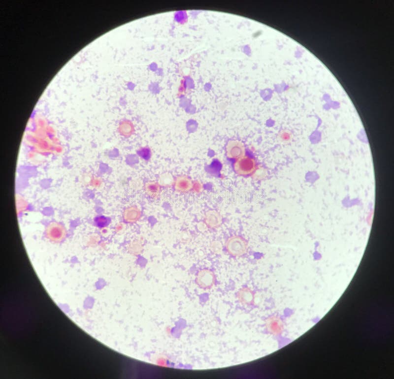 Structure Cellulaire De Bourgeonnement De Levure Image stock - Image du ...