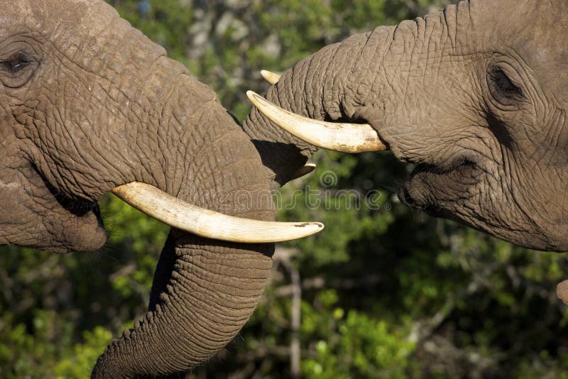 Défenses d'éléphant photo stock. Image du nationale, protection - 24389506