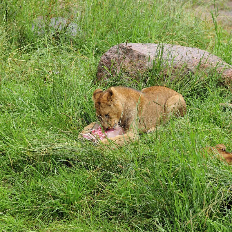 Un Grand Lion Mange Un Morceau De Viande Se Trouvant Sur L'herbe Image ...
