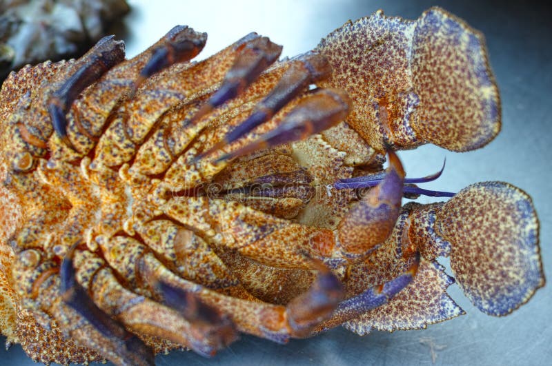 92,994 Crustacéen Photos libres de droits et gratuites de Dreamstime