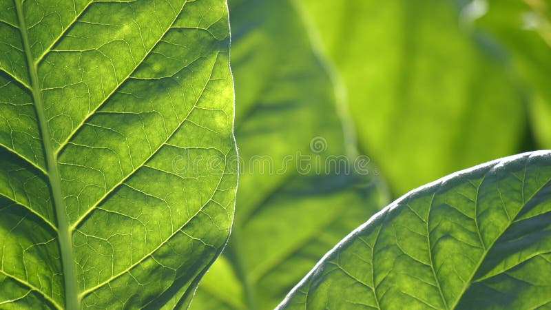 Feuille de tabac photo stock. Image du lames, brun, cigarette - 47924672