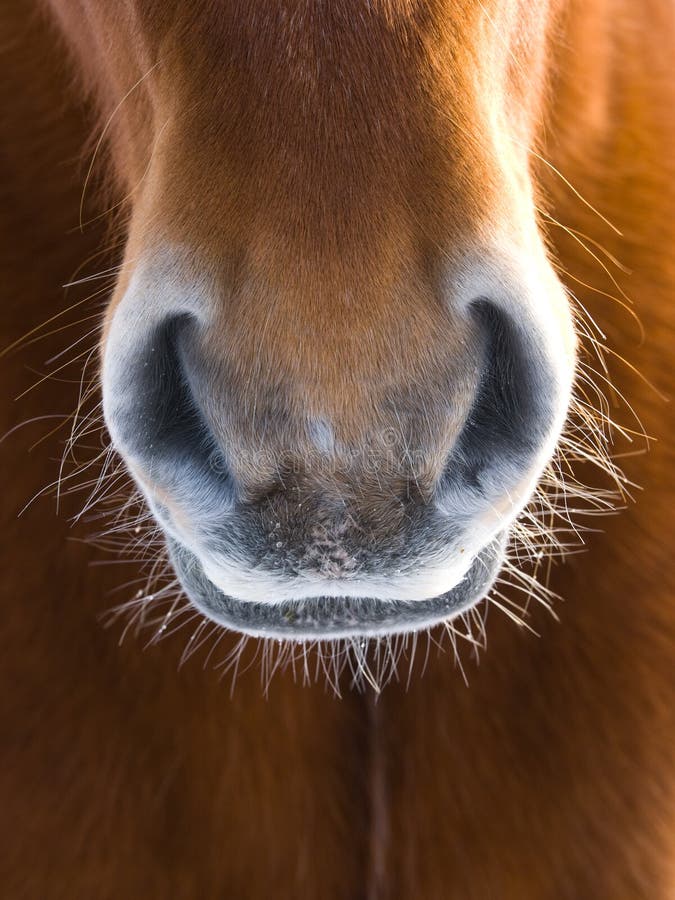 10,778 Photos de Museau De Cheval - Photos de stock gratuites et libres ...
