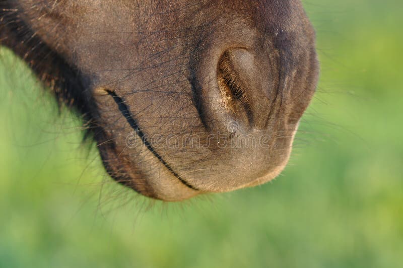Détail de museau de cheval image stock. Image du cheval - 104026455