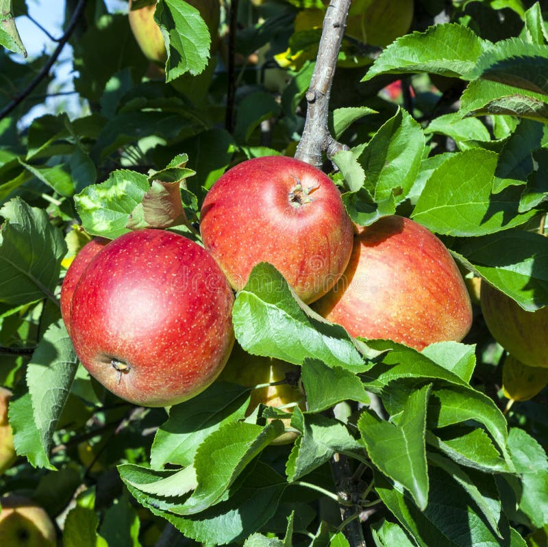 Pomme rouge image stock. Image du agriculture, affermage - 7897381