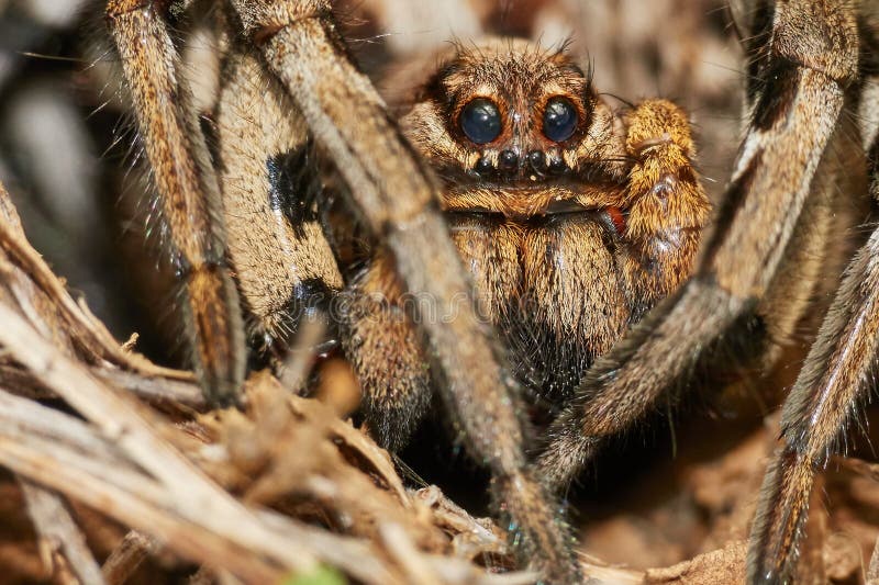 Tarantula de Lycosa image stock. Image du animal, prédateur - 23055523