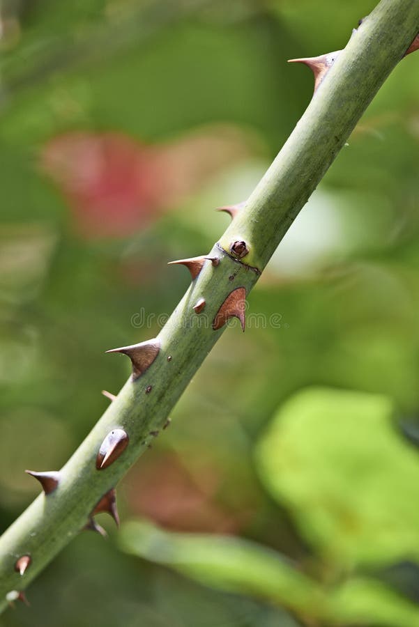 épines De Rose Rouge Sur Une Tige Verte. Photo stock - Image du été ...