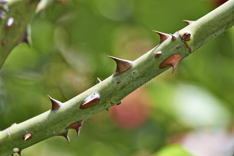 épines De Rose Rouge Sur Une Tige Verte. Photo stock - Image du feuille ...