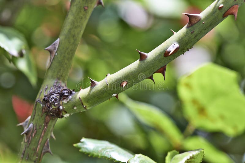 épines De Rose Rouge Sur Une Tige Verte. Photo stock - Image du été ...
